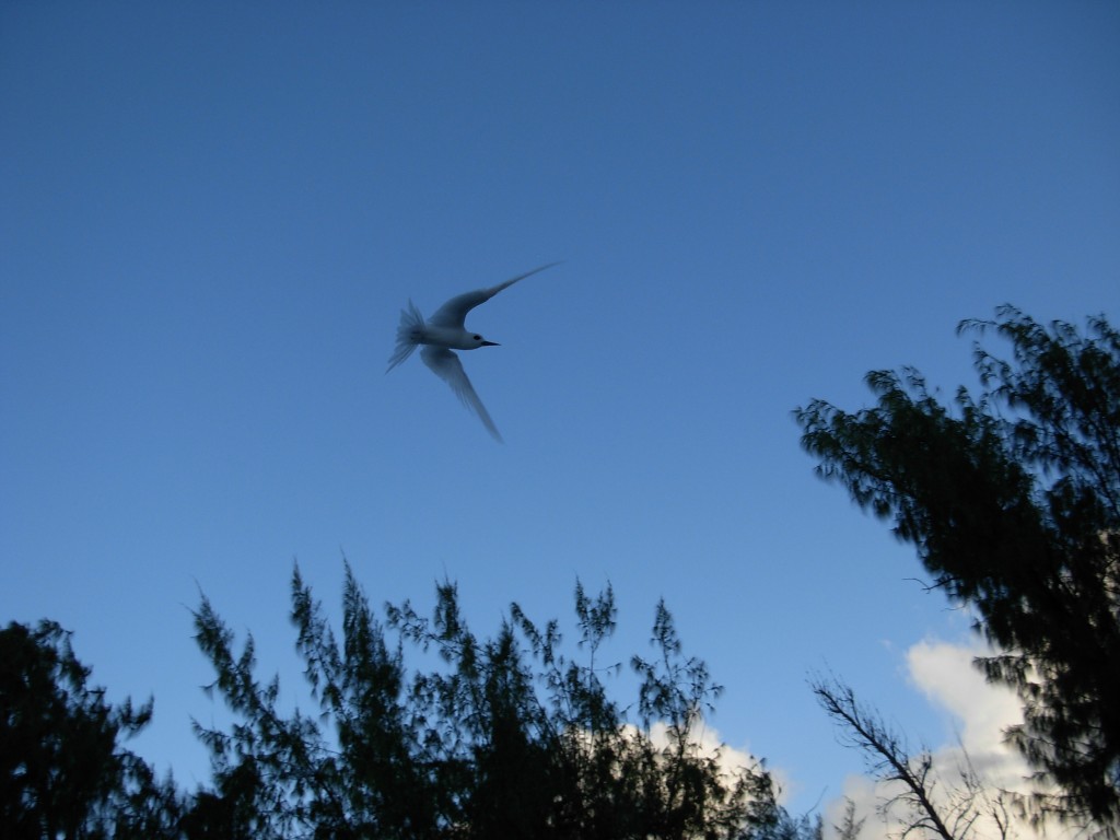 Wake Island Birds | Bonita Gilbert
